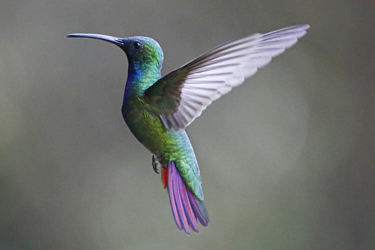 Übung - Fliegende Tiere