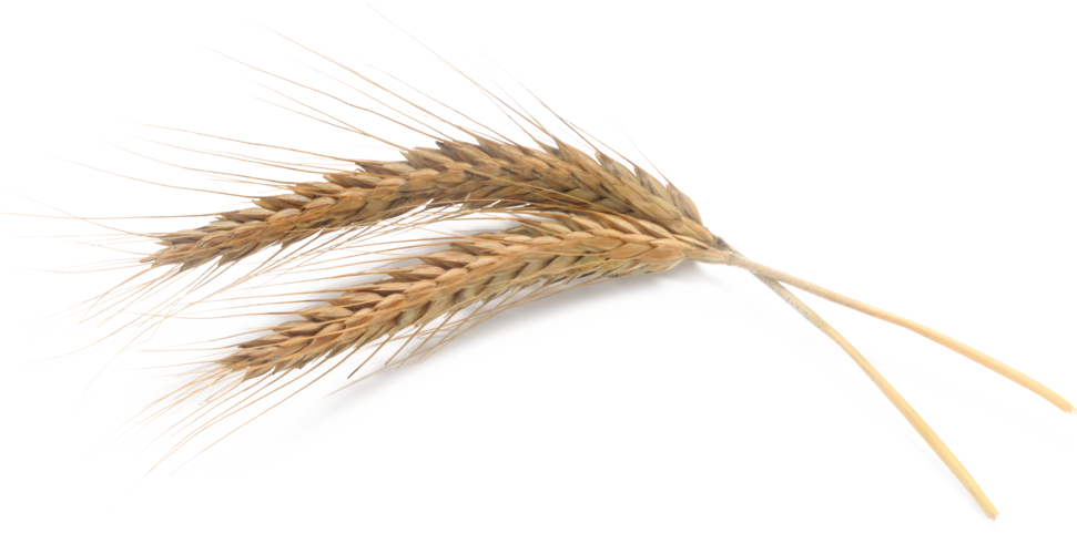 Übung - Weizen, Gerste, Roggen und Hafer