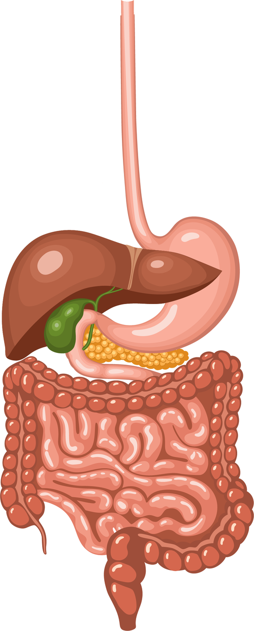 Übung - Organisationsebenen Zelle, Gewebe, Organe