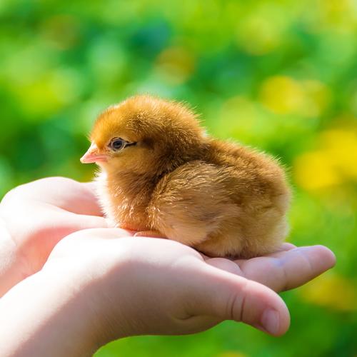 Lesson - Living Animals