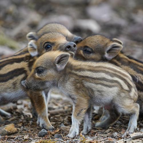 Übung - Lebensweise von Wildschweinen