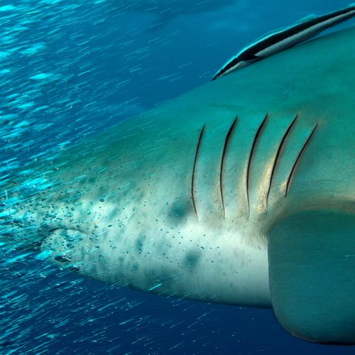 Übung - Animales que nadan